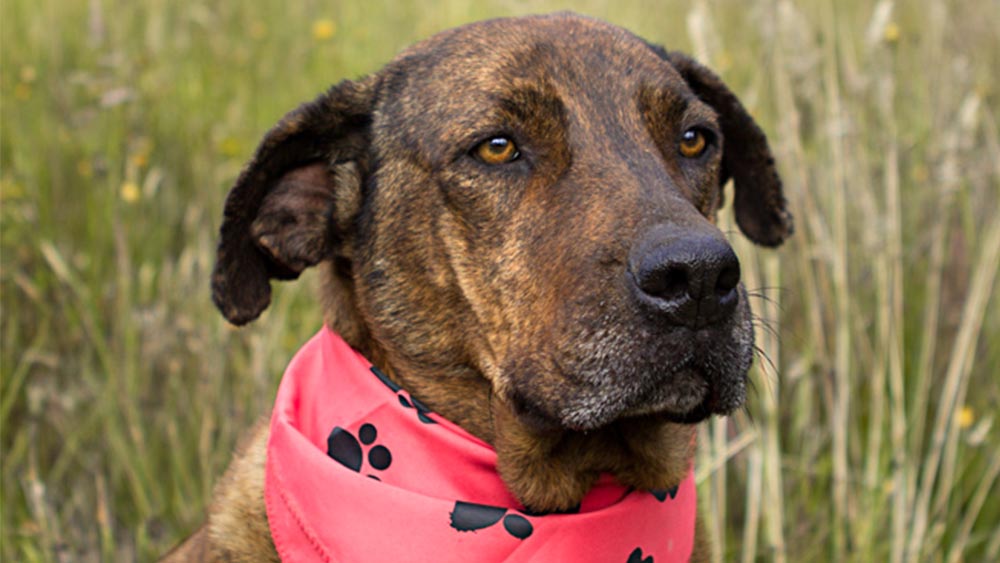 SISI - Fundación mia